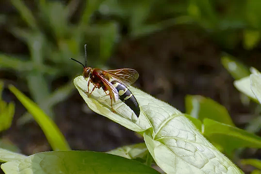 Livonia, Michigan Cicada Killer Wasp Extermination and Prevention ...